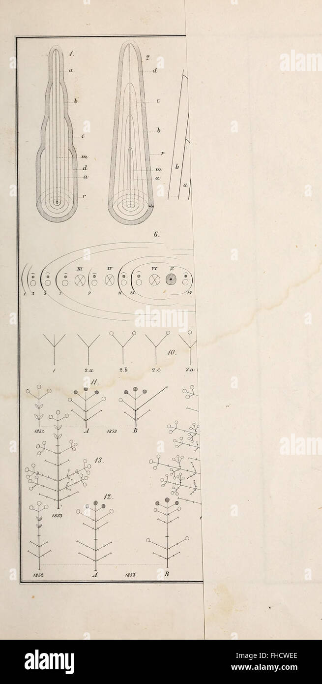 Der Baum, a work from 1854, focused on the form and life history of ...
