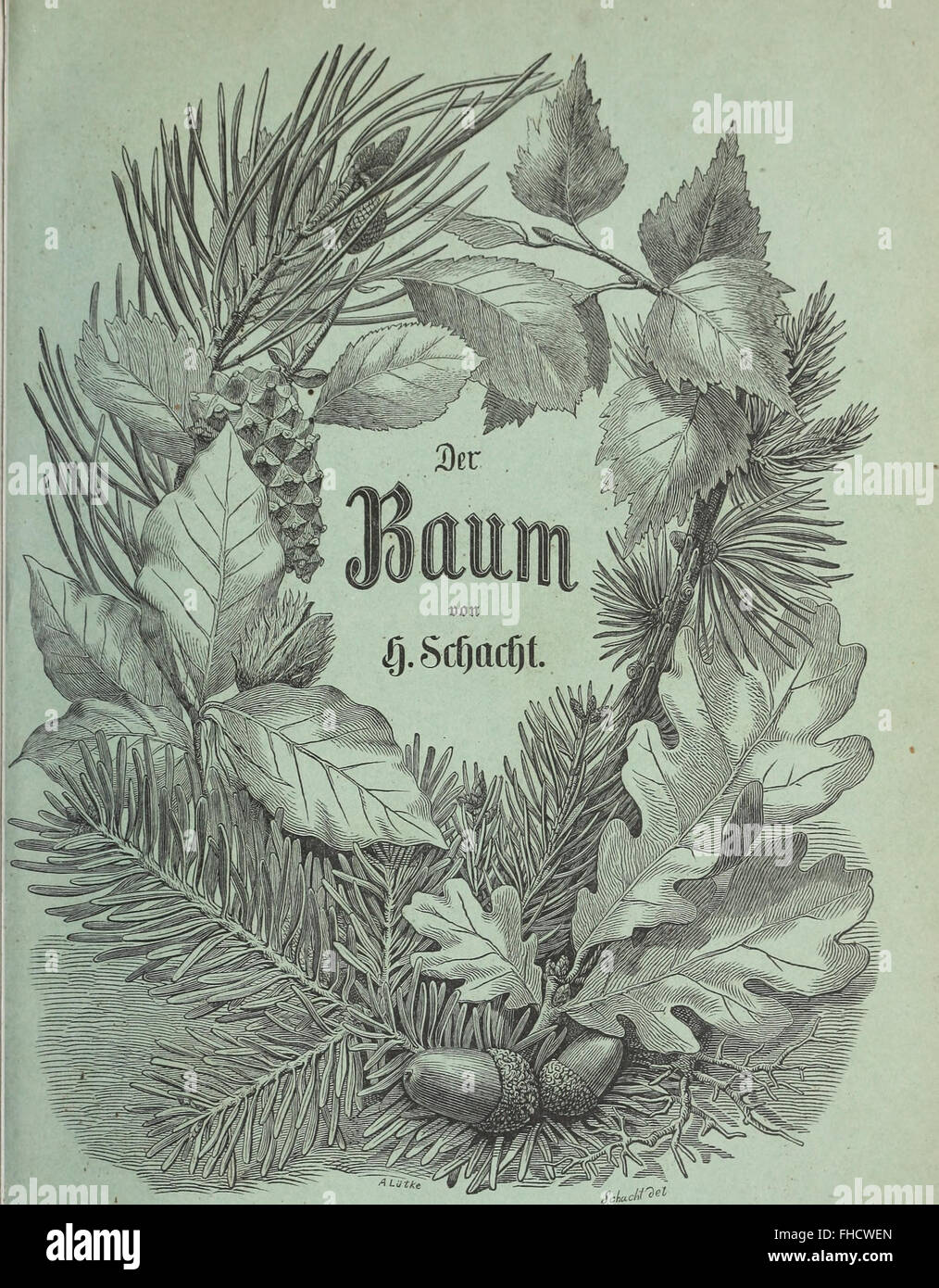 Comprehensive study of plant anatomy hi-res stock photography and ...