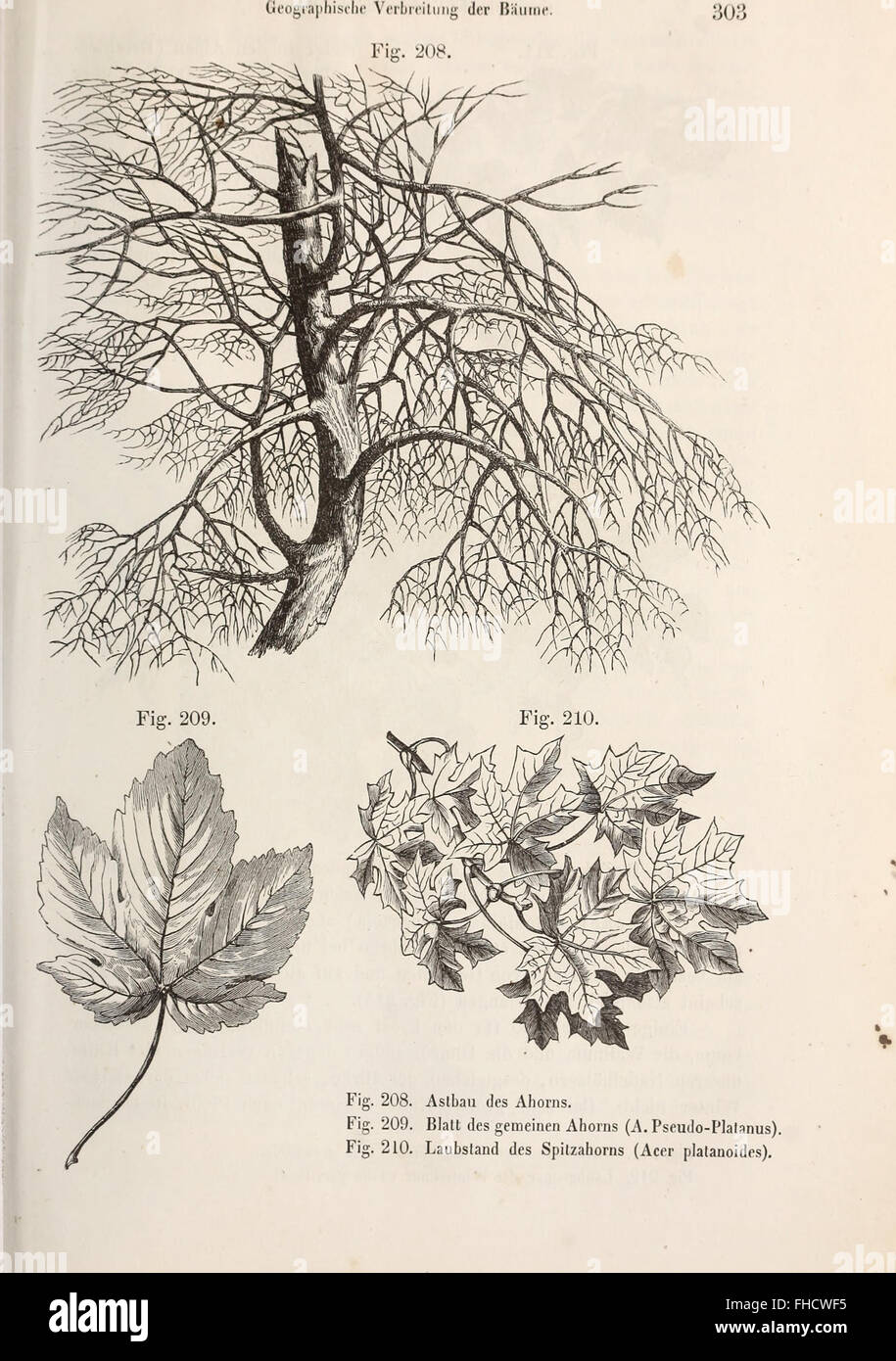 A German work from 1860 titled 'The Tree,' exploring various species of ...