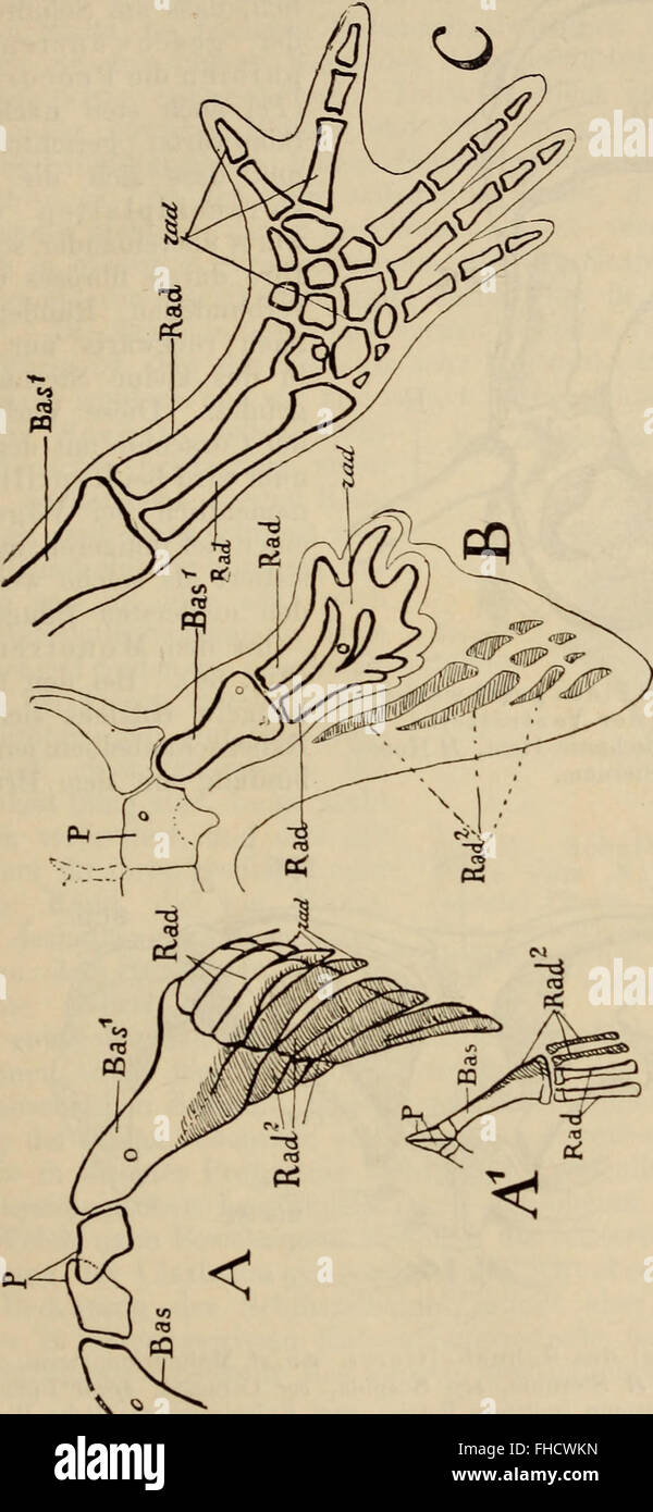 This work explores the human anatomical structure as evidence for human ...