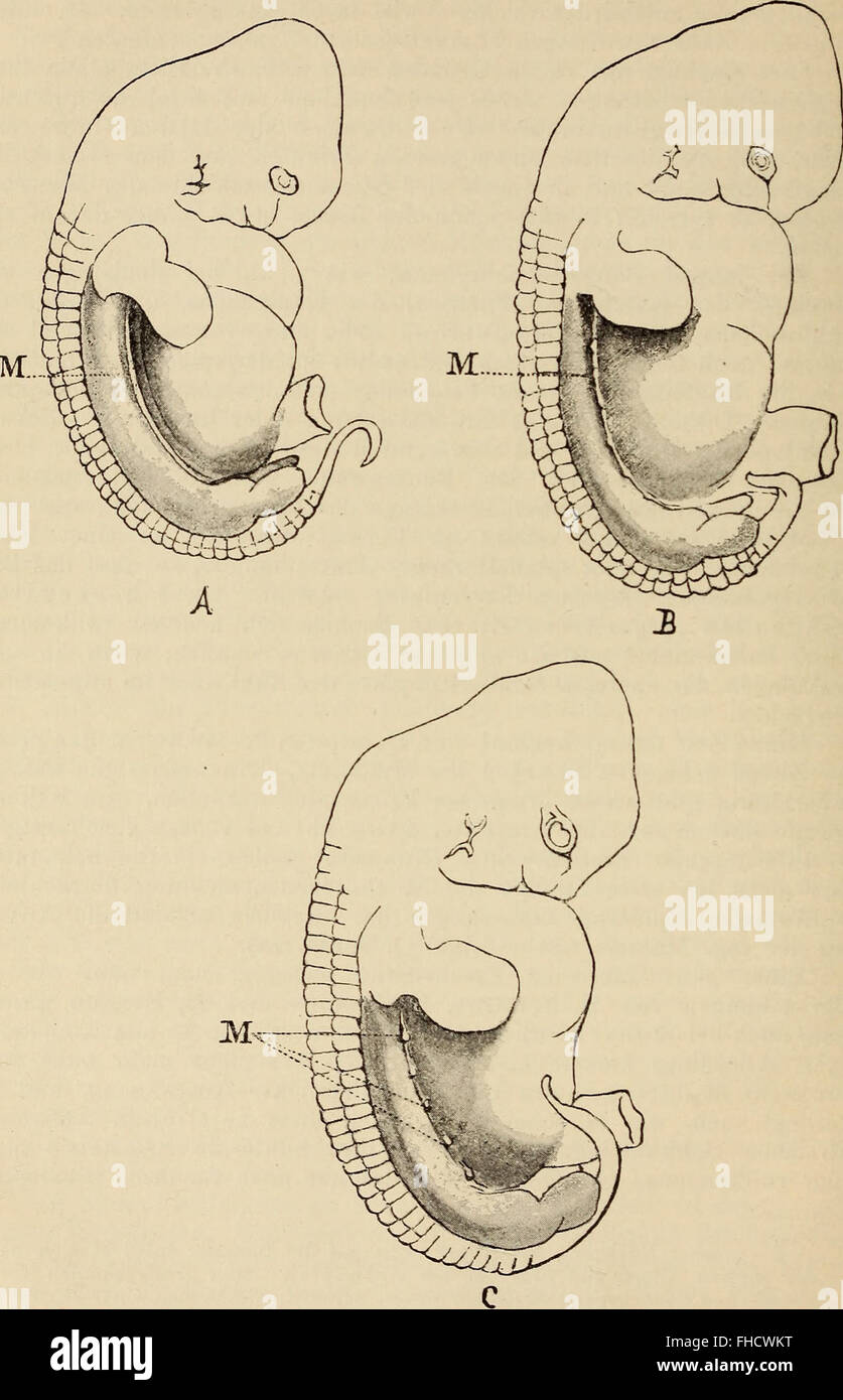 The construction of the human body as a testimony to its past, first ...