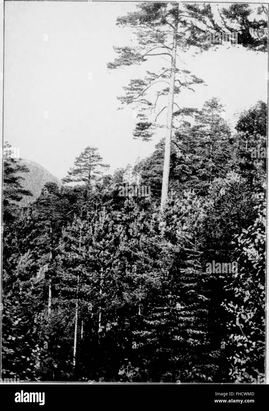 Der deutsche wald (microform) (1914), a detailed study of the German ...