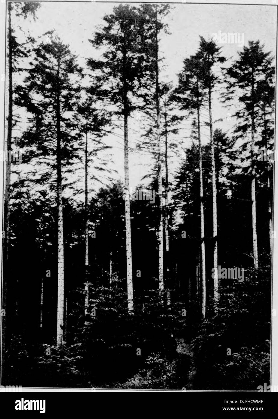 Study on the German forest ecosystem, published in 1914, examining the ...