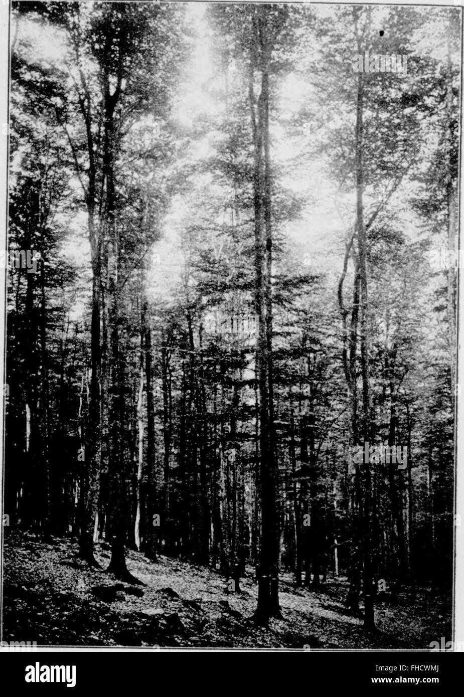 Der deutsche Wald, a detailed study of the German forest published in ...