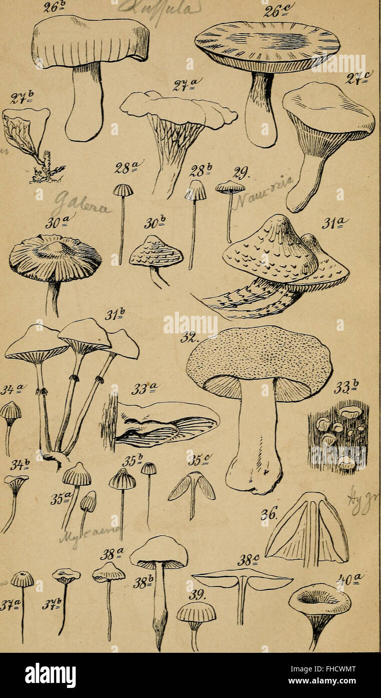 A guide to identifying fungi in Germany, focusing on methods for ...