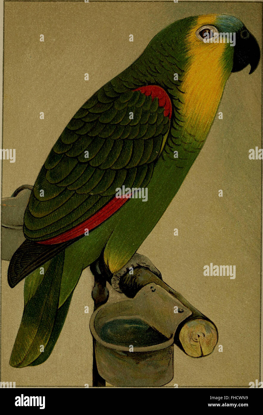 A 19th-century German work on the natural history of the gray parrot ...