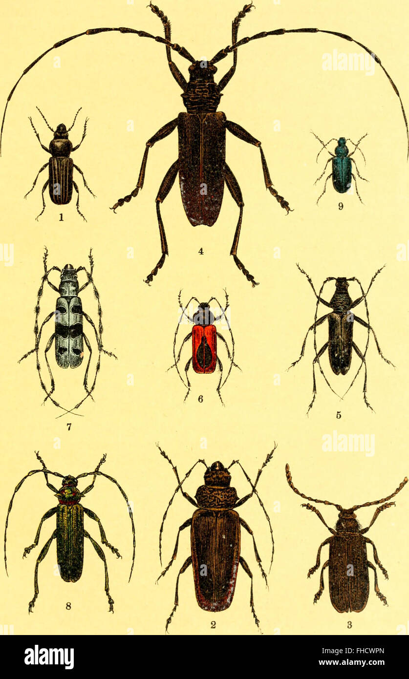 The Beetle Enthusiast (1896), a practical guide to collecting and ...
