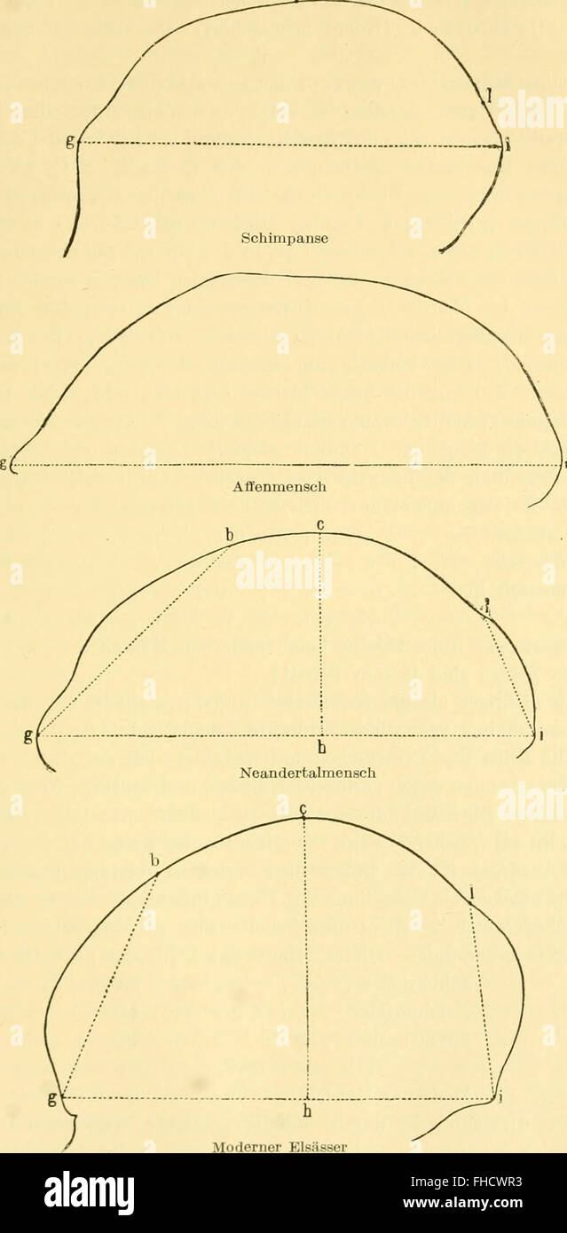 Der Mensch, sein Ursprung und seine Entwicklung, in gemeinverständlicher Darstellung (1911 Stock ...