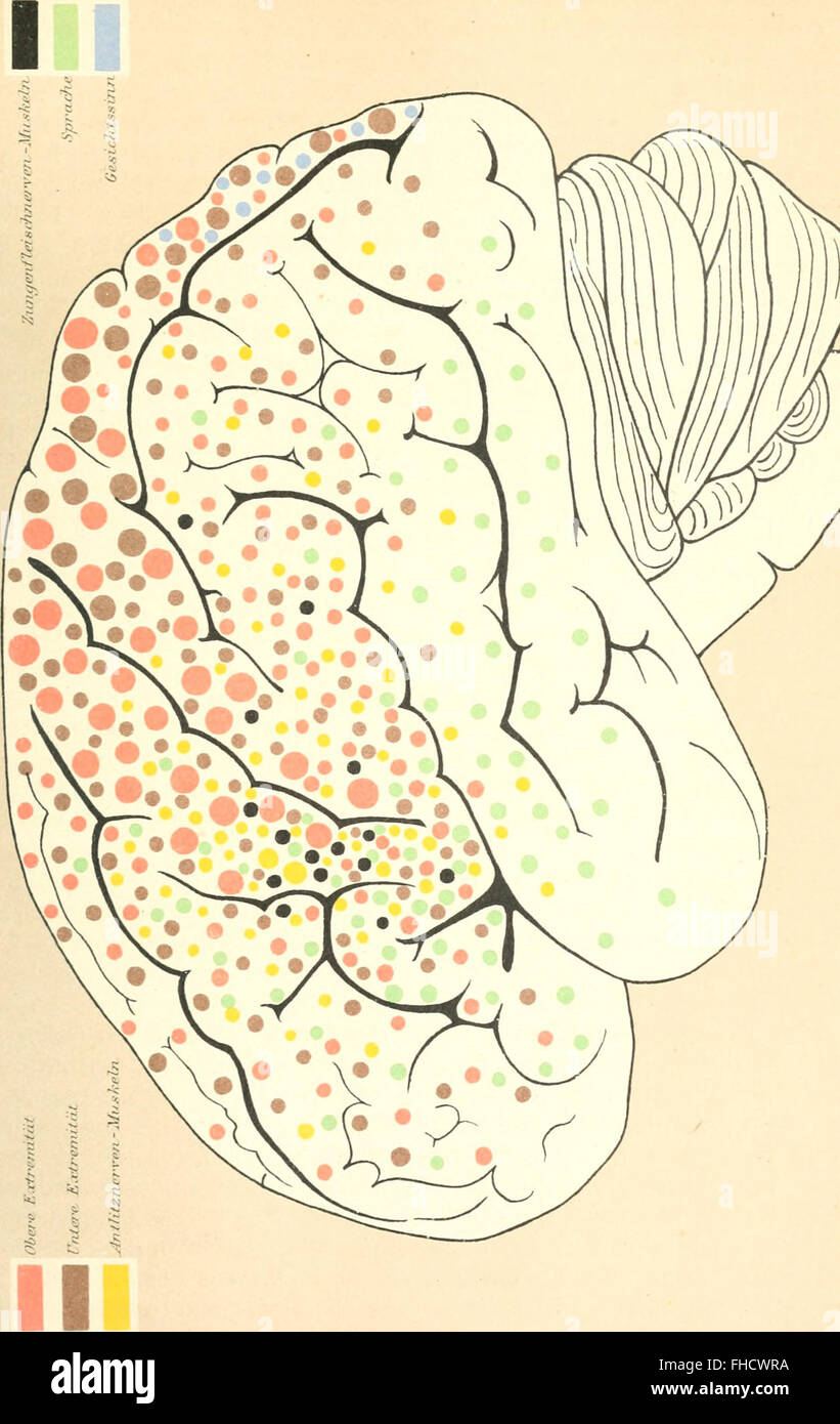 A German work on the study of humans, exploring biological and ...