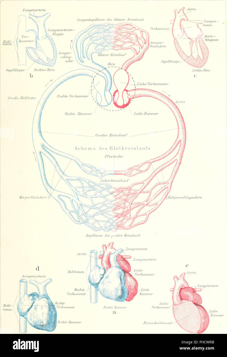 ‘Der Mensch’ is a German work from 1886, focusing on human biology and ...