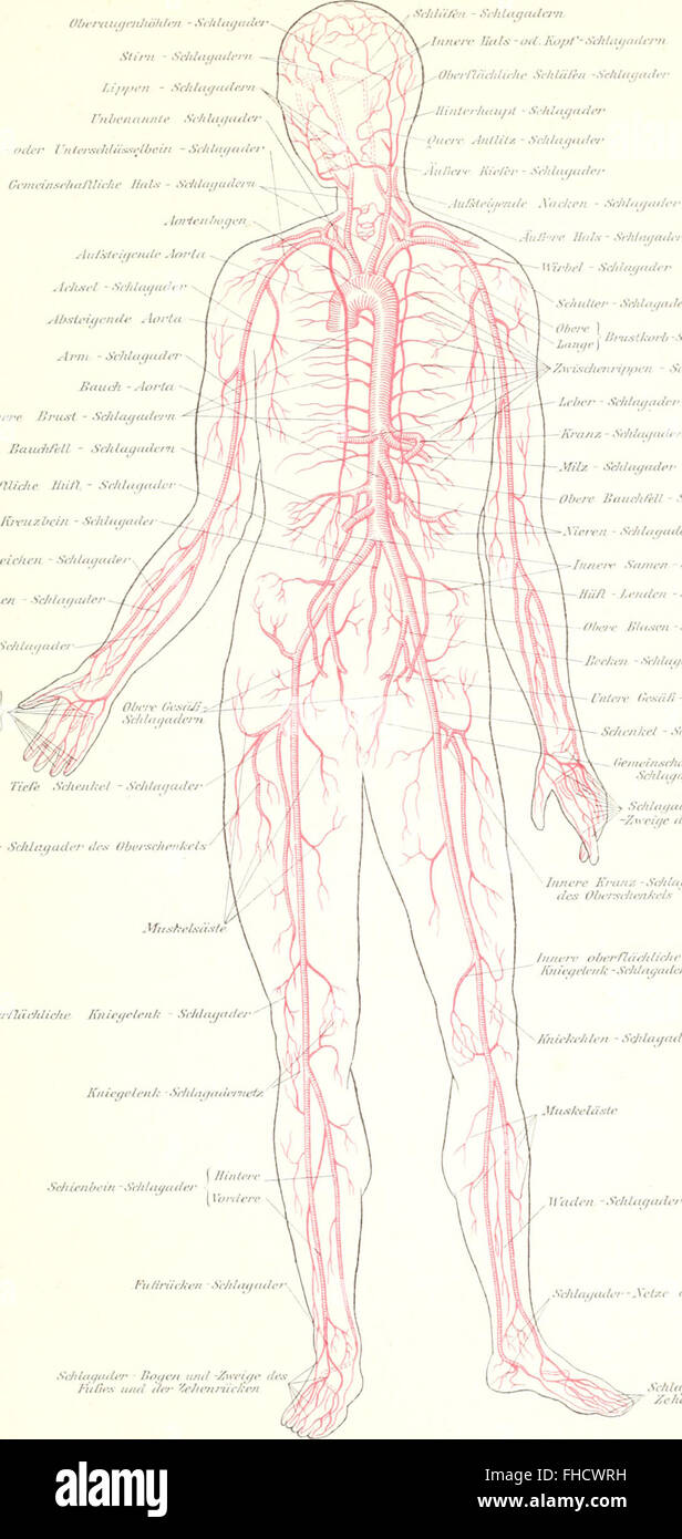 A work titled 'Der Mensch' (The Human), exploring human evolution ...