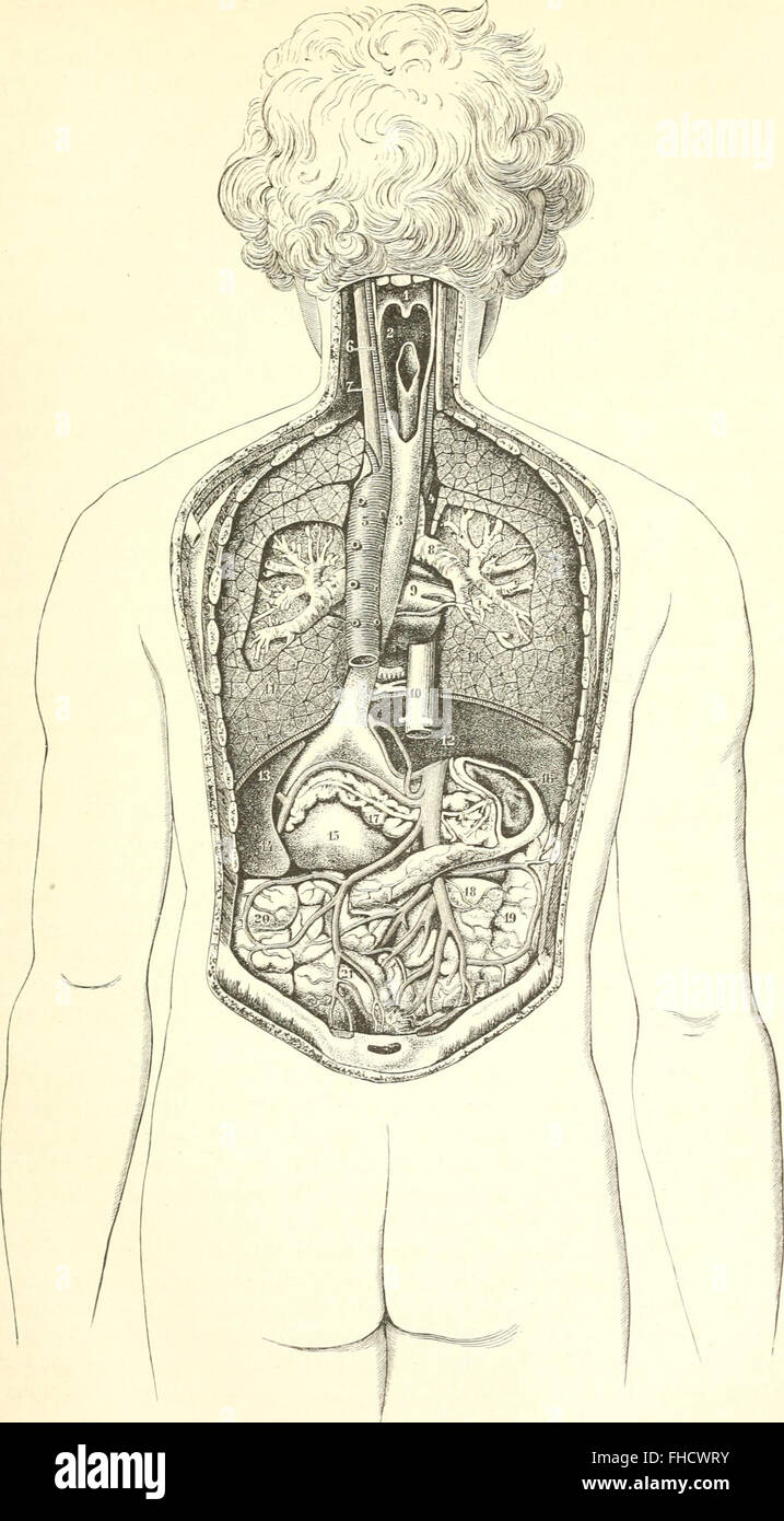 This ongoing work on 'Der Mensch' (The Human) explores human biology ...