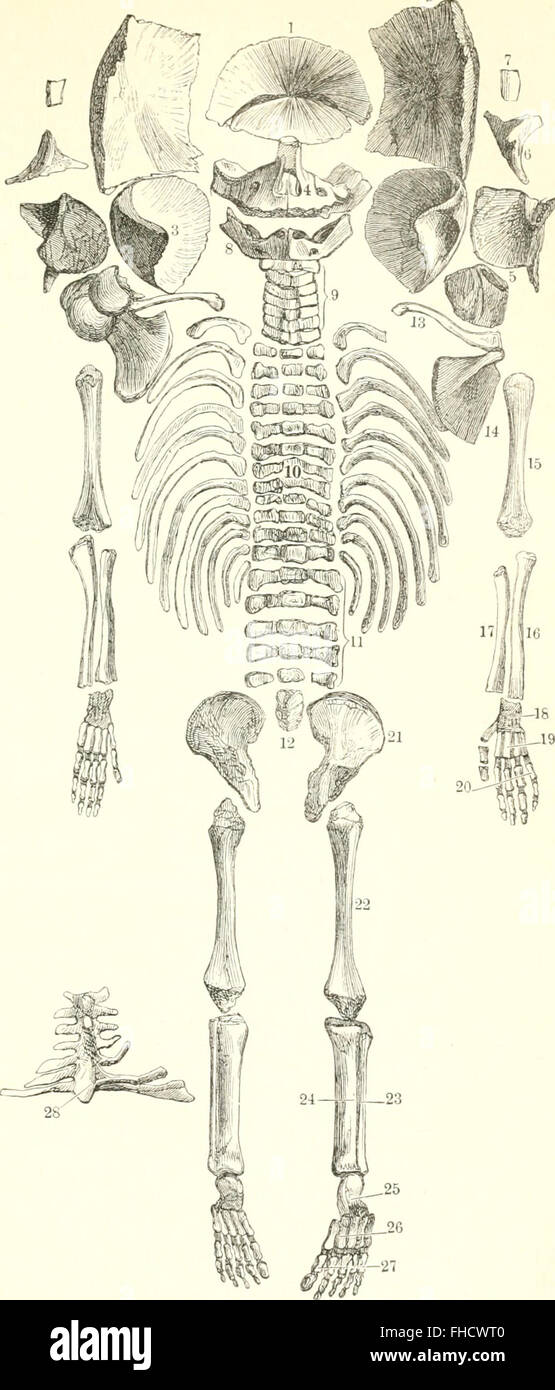 First published in 1886, this comprehensive work examines the evolution ...