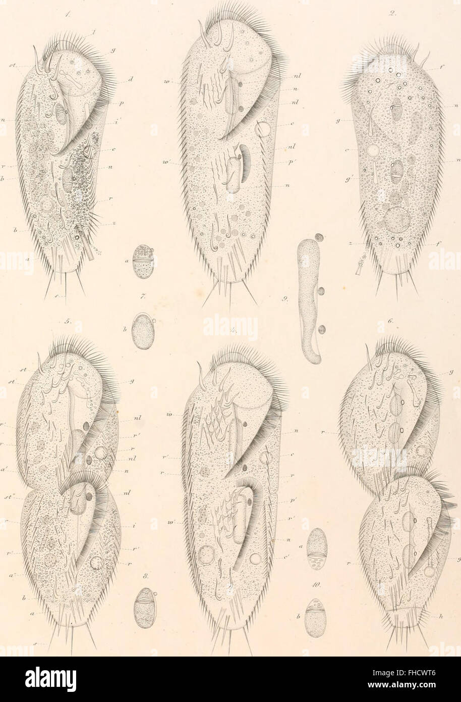 A German scientific work from 1859 to 1883 studying the organisms of ...