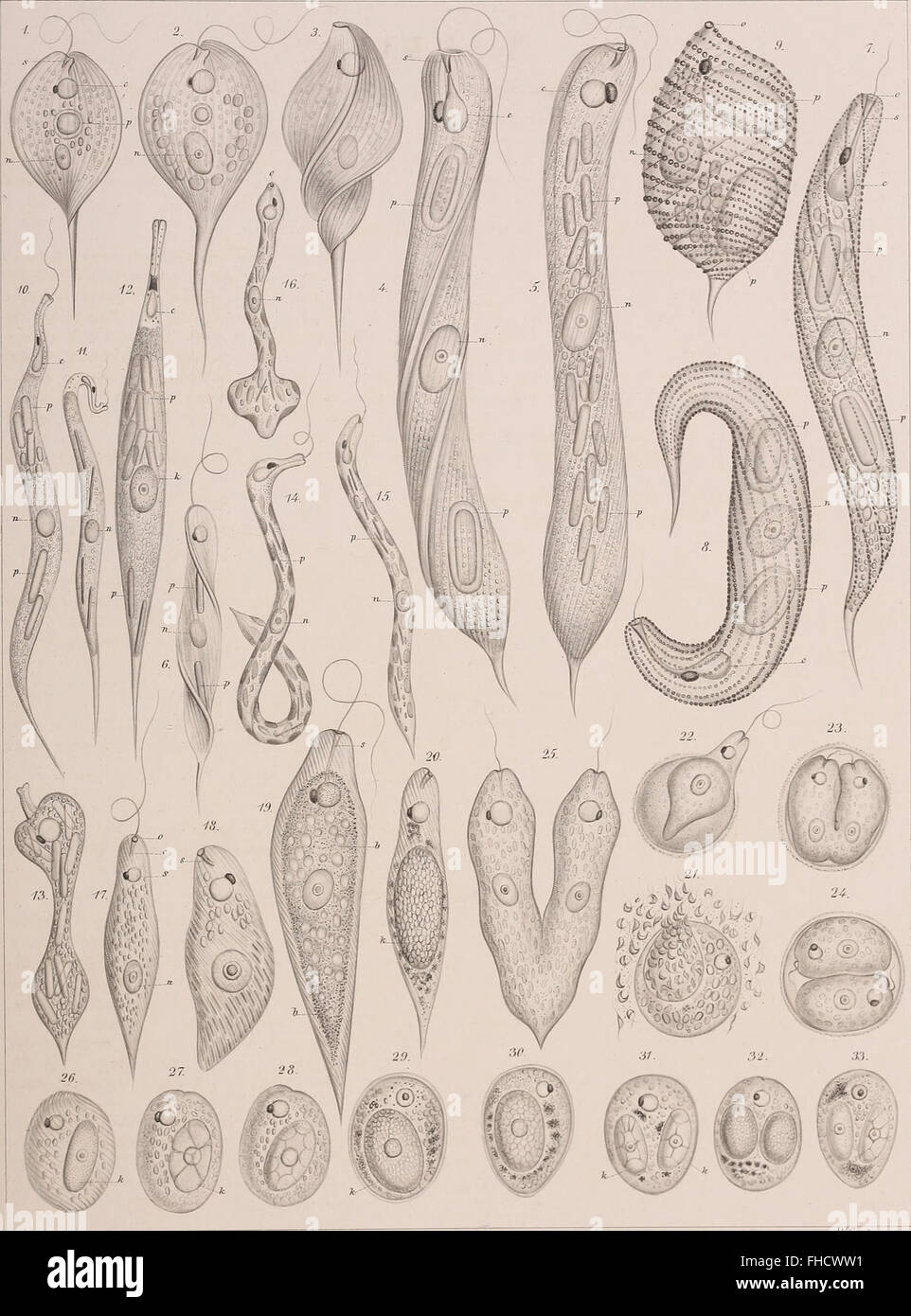 A 1878 work detailing the organisms of infusoria, focusing on their ...