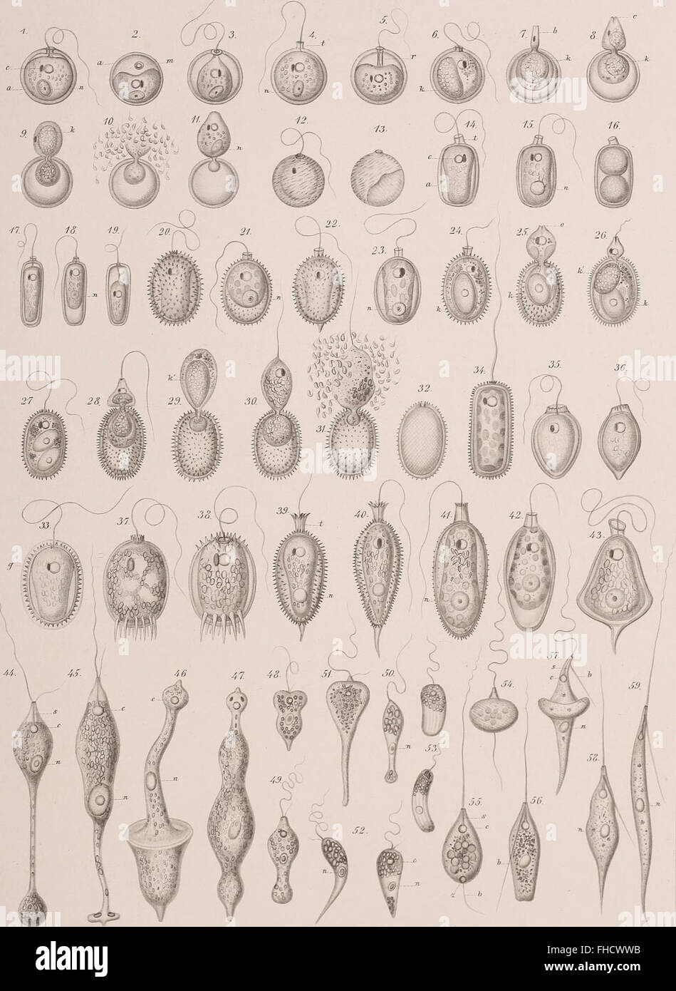 A study from 1878 on the biology and classification of infusoria ...