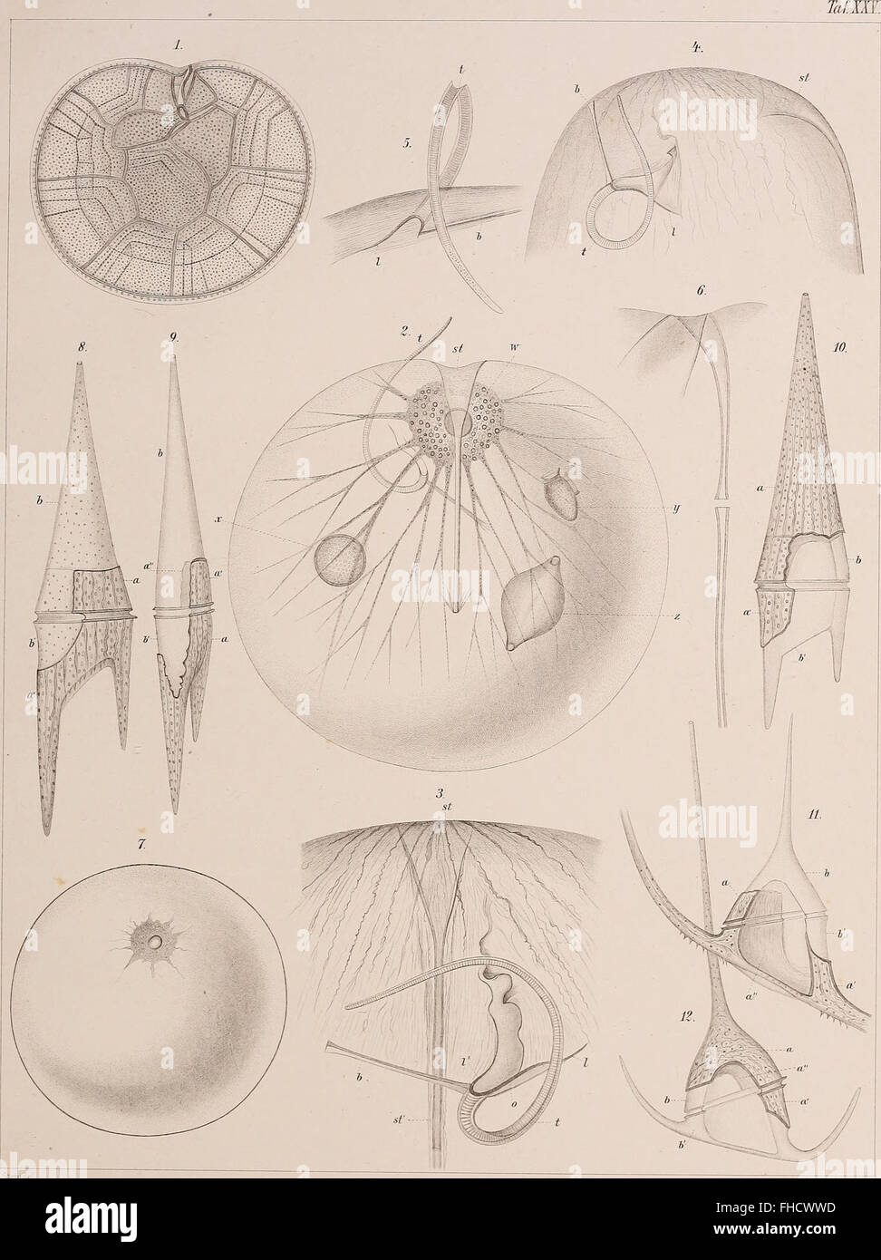 A study on the organisms of infusoria, published in 1883, exploring ...