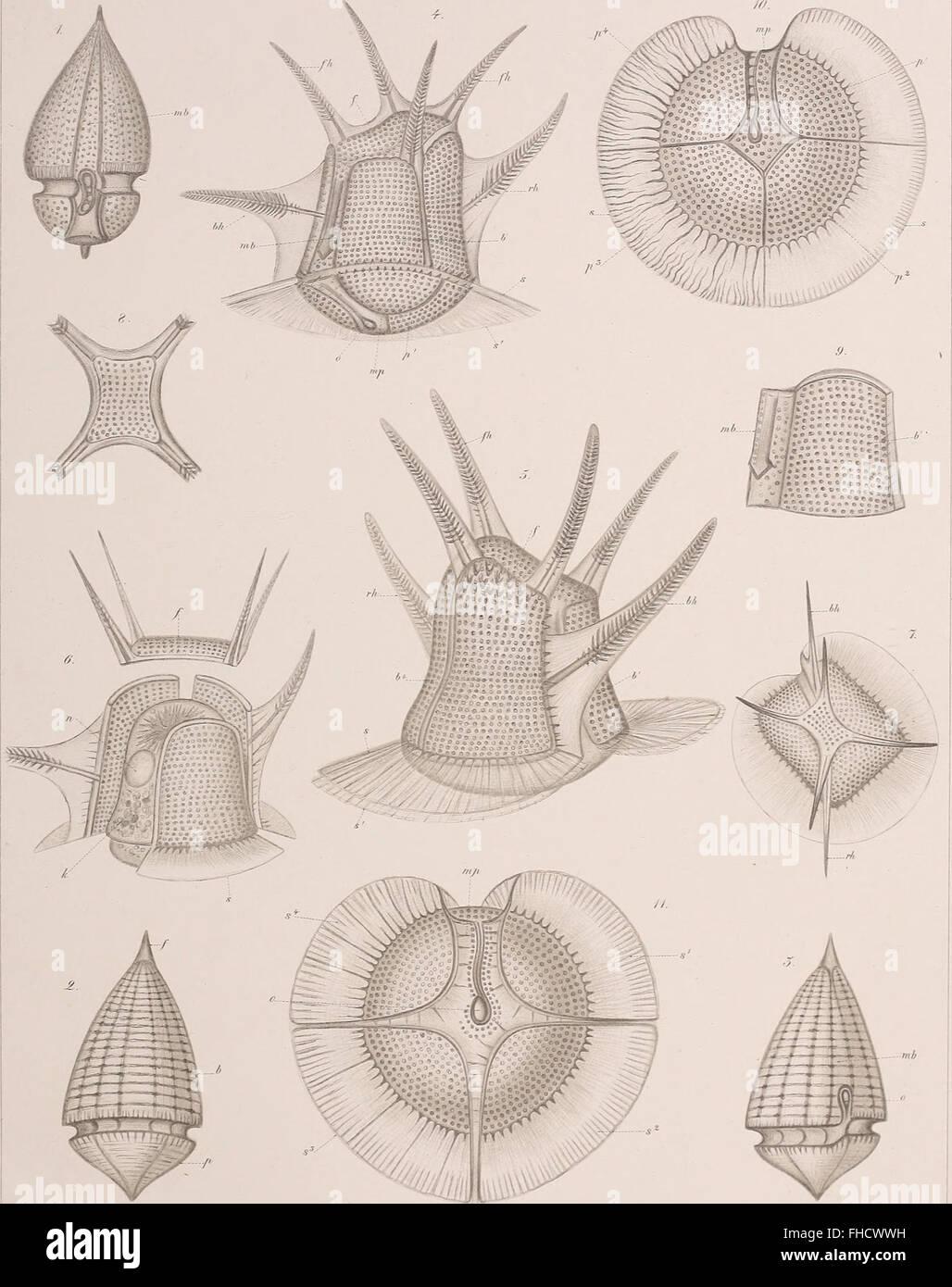 Der Organismus der Infusionsthiere, a 1883 study on the organisms of ...