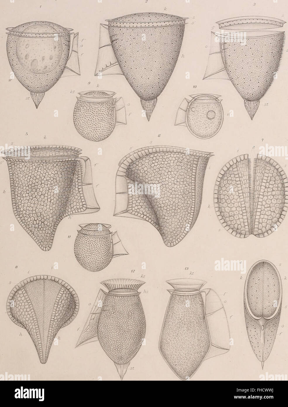 The Organism of Infusoria (1883 Stock Photo - Alamy