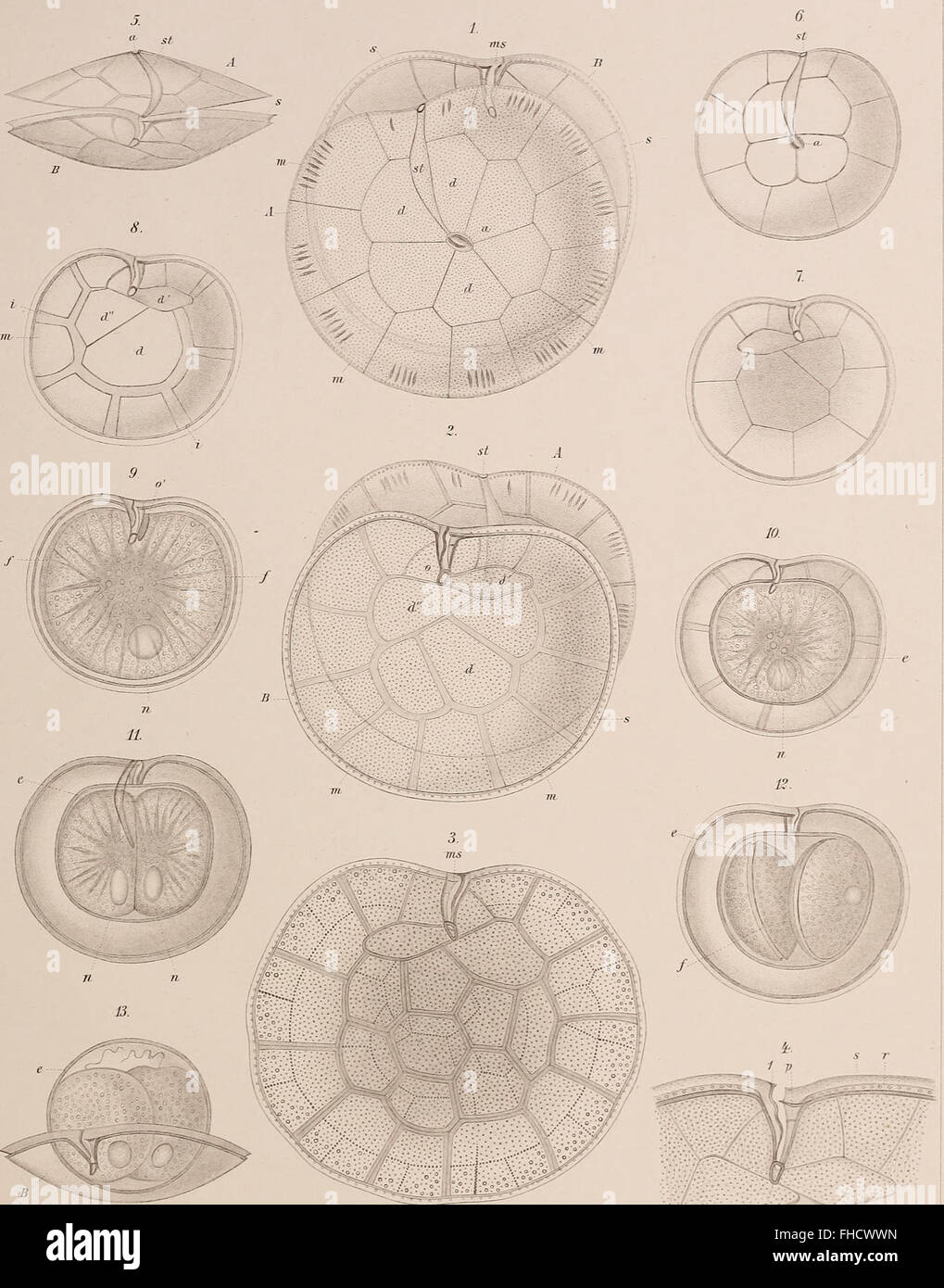 Function of aquatic organisms hi-res stock photography and images - Alamy