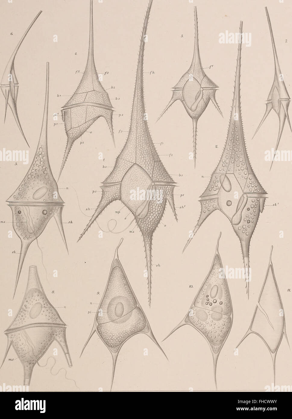 An 1883 text illustrating the biological organization of Infusoria ...