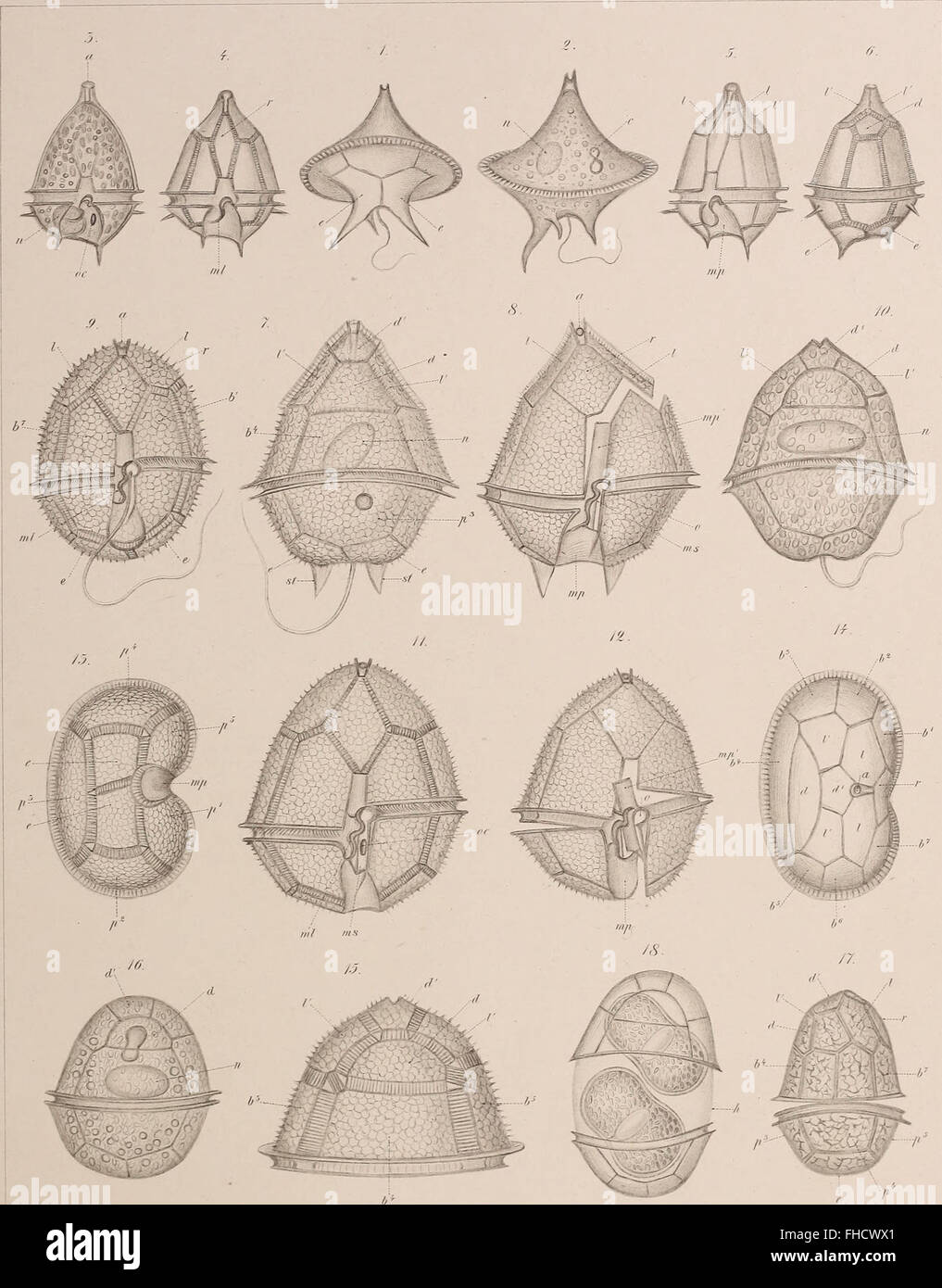 The Organism of Infusoria (1883 Stock Photo - Alamy