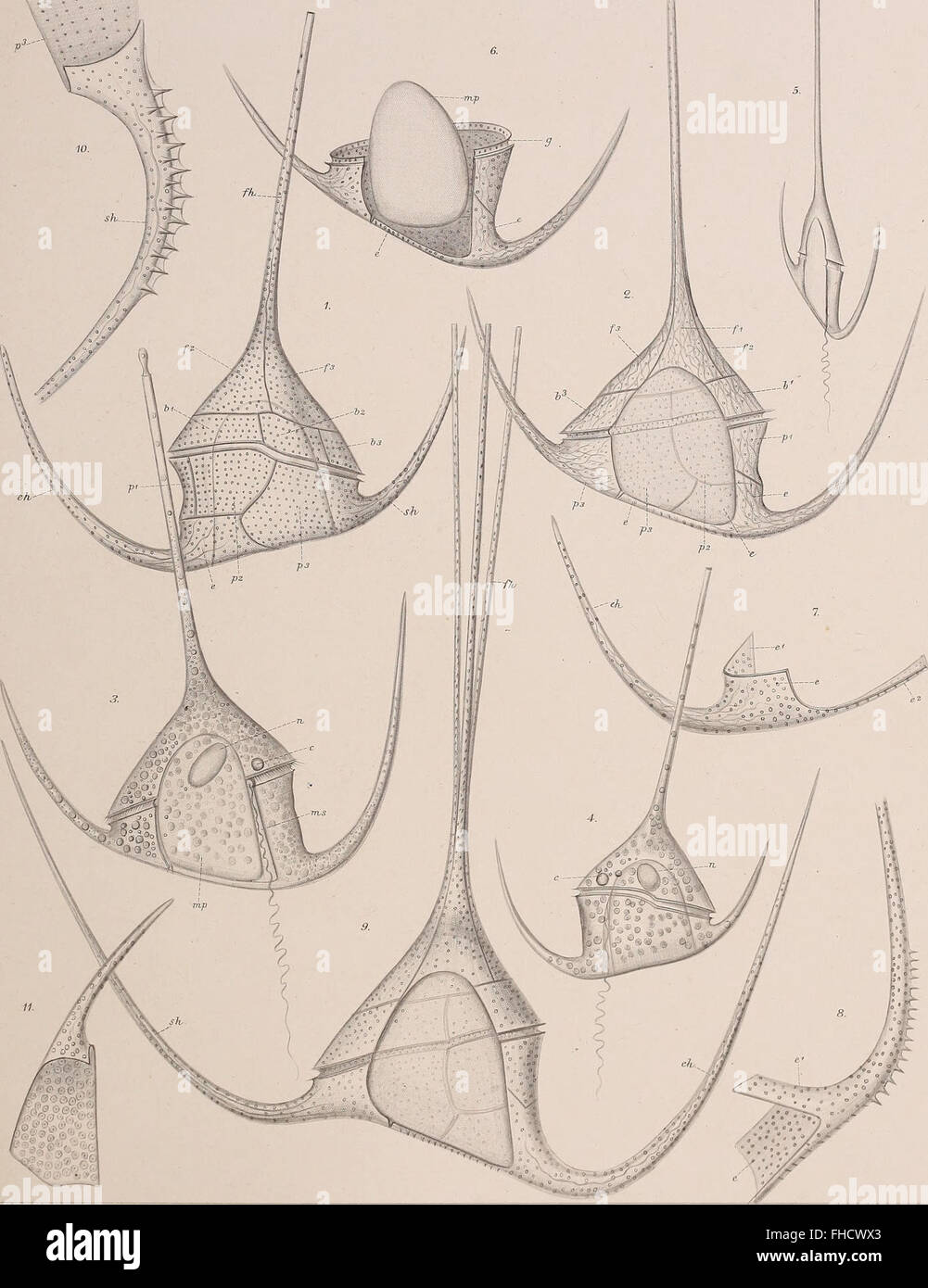 A German zoological work from 1883 studying the biology and structure ...