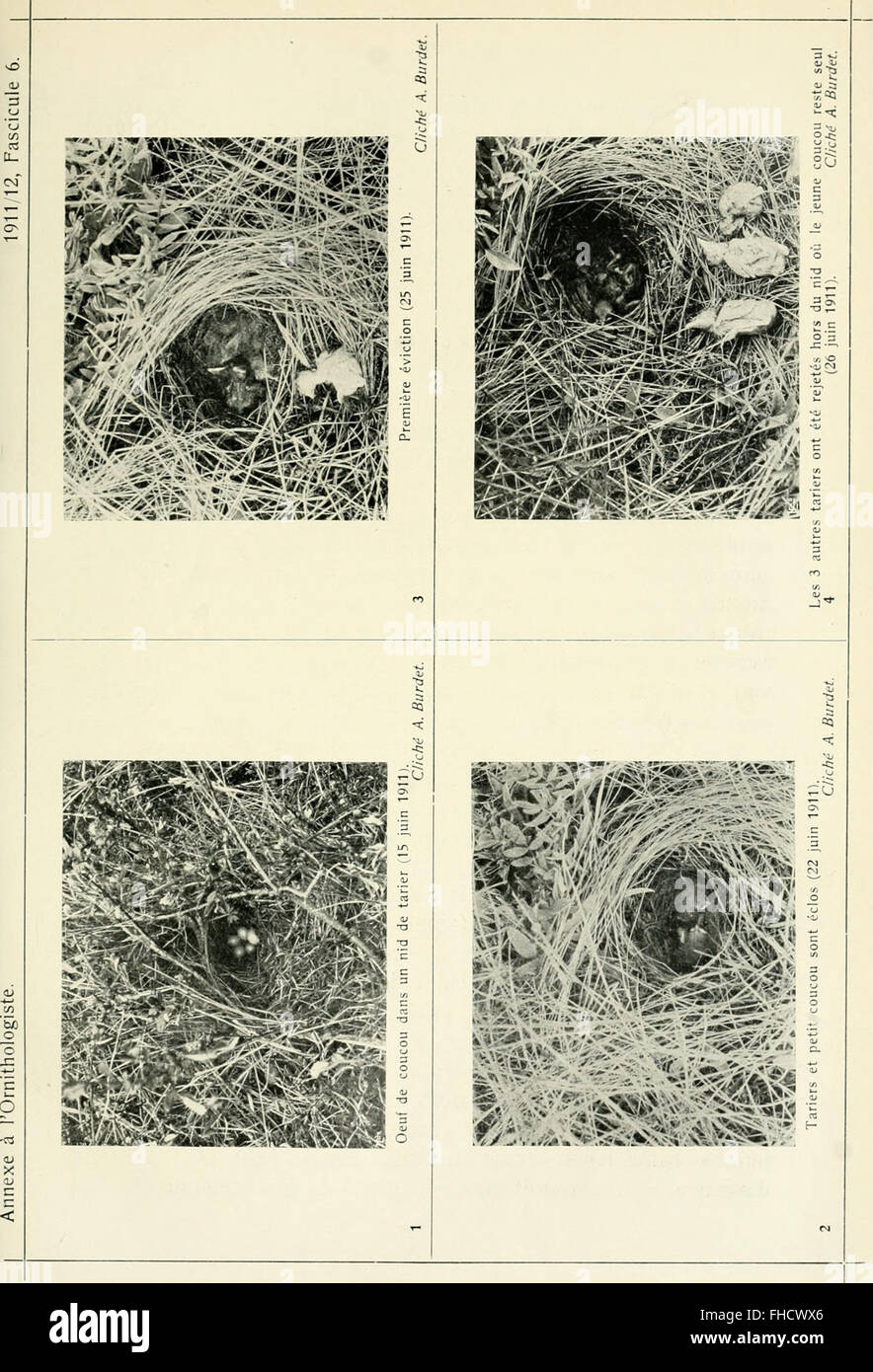 Der Ornithologische Beobachter (1912 Stock Photo - Alamy