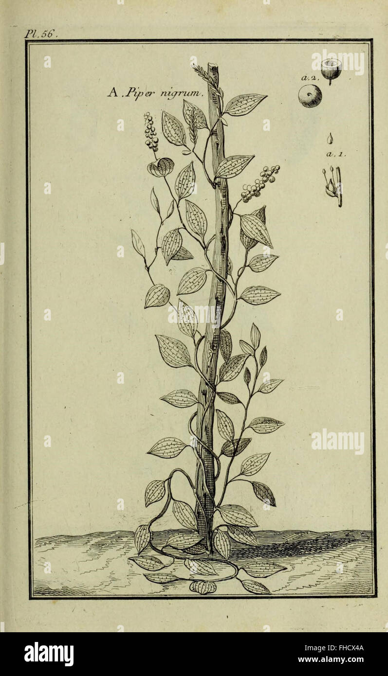 A detailed botanical work describing 719 plants, both native and ...