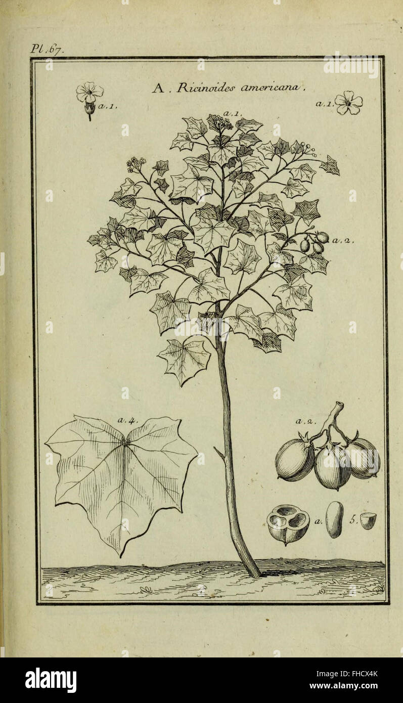 Description and uses of 719 medicinal plants, featuring their virtues ...