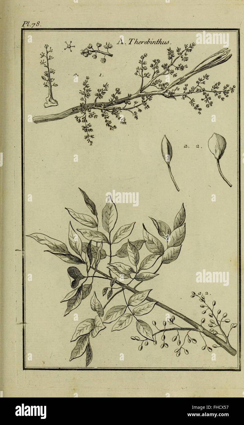 Description, virtues, and uses of seven hundred and nineteen plants, a ...
