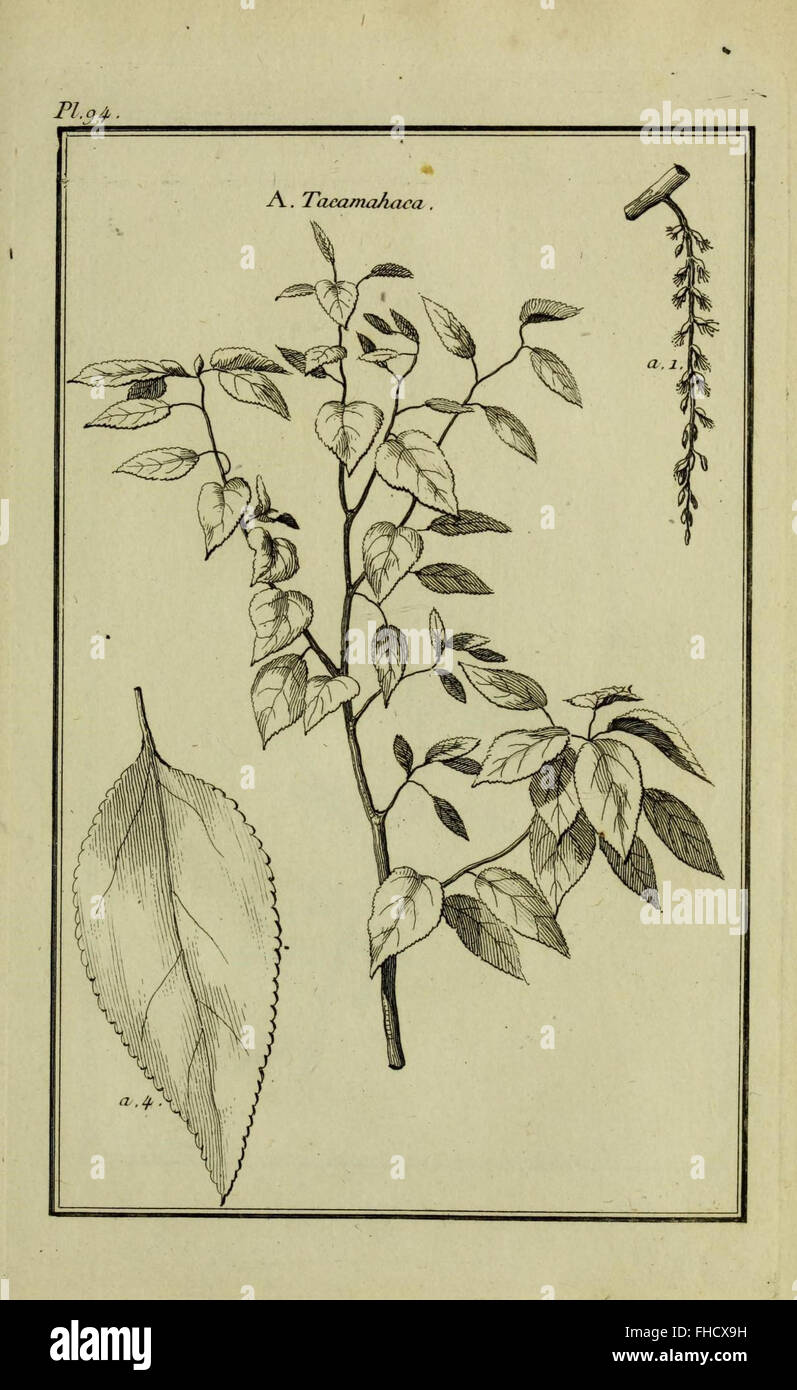 A comprehensive description of 719 plants and their virtues and uses in ...