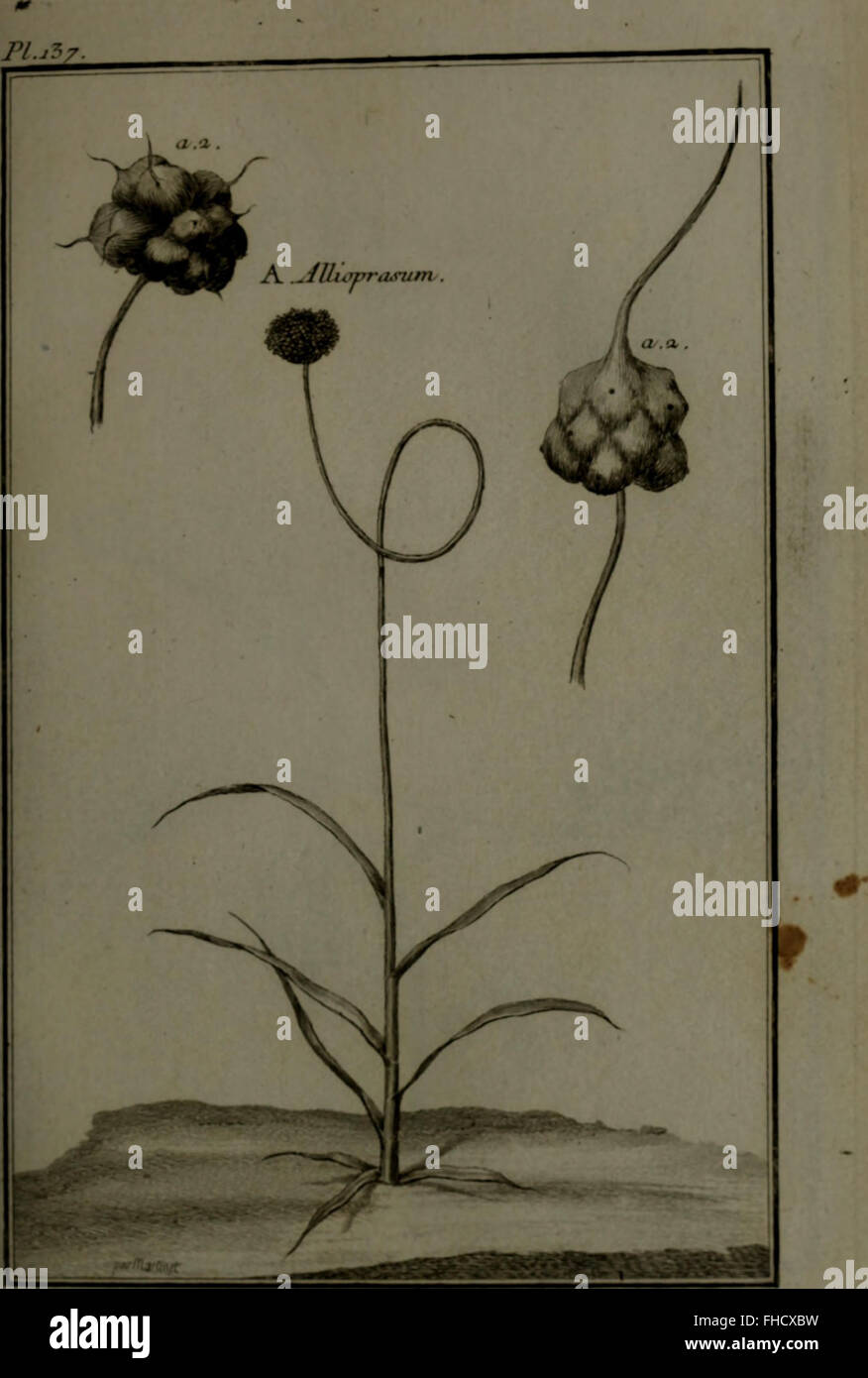 A detailed description of 719 plants, both foreign and native, along ...