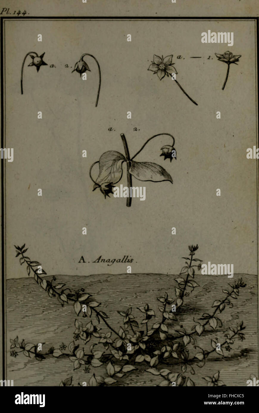 A detailed description of 719 plants, both foreign and native, and 134 ...