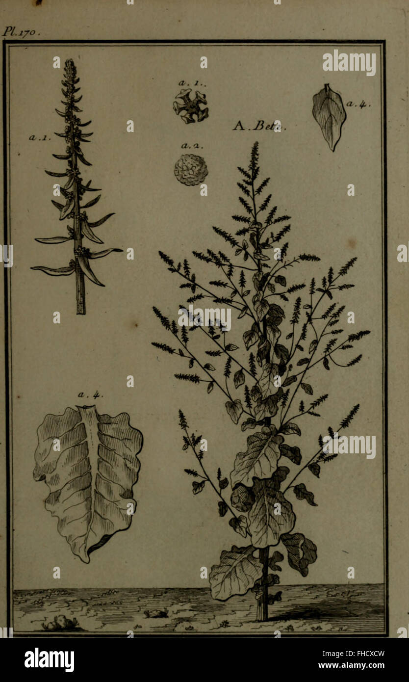 plant descriptions, plant virtues, plant uses, flora, botanical studies ...