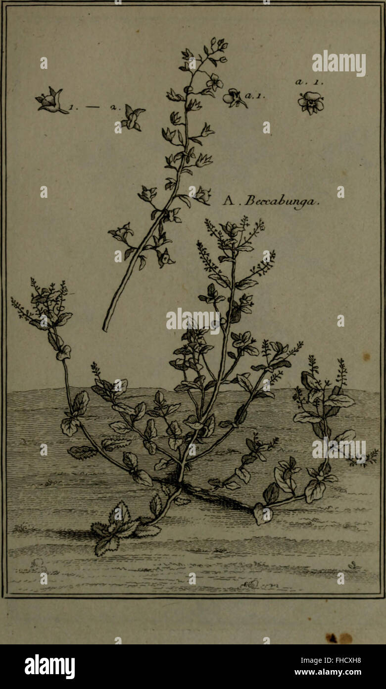 Description, virtues, and uses of 719 plants, both foreign and native ...