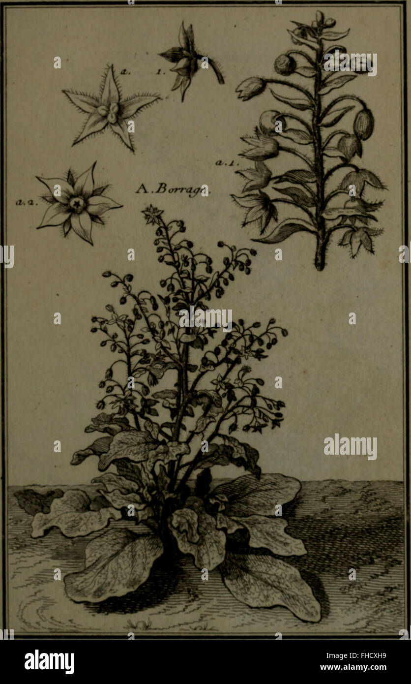 Description, virtues, and uses of 719 plants—both foreign and local—and ...