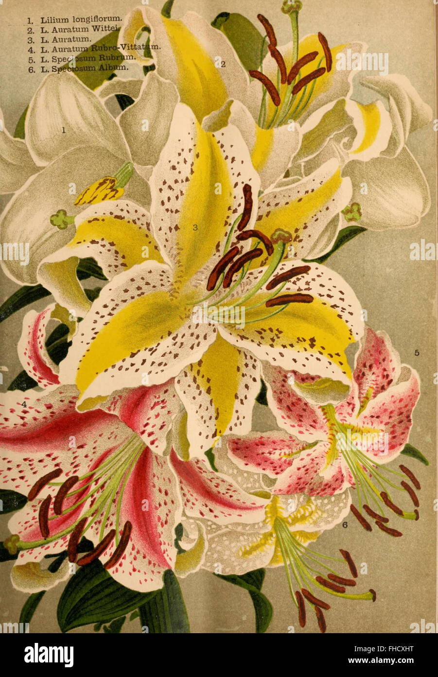 A descriptive catalog documenting various types of flowering trees ...