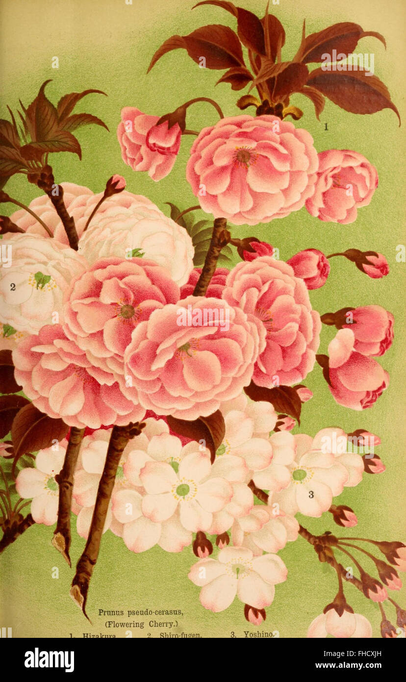 A comprehensive catalog describing flowering and ornamental trees ...