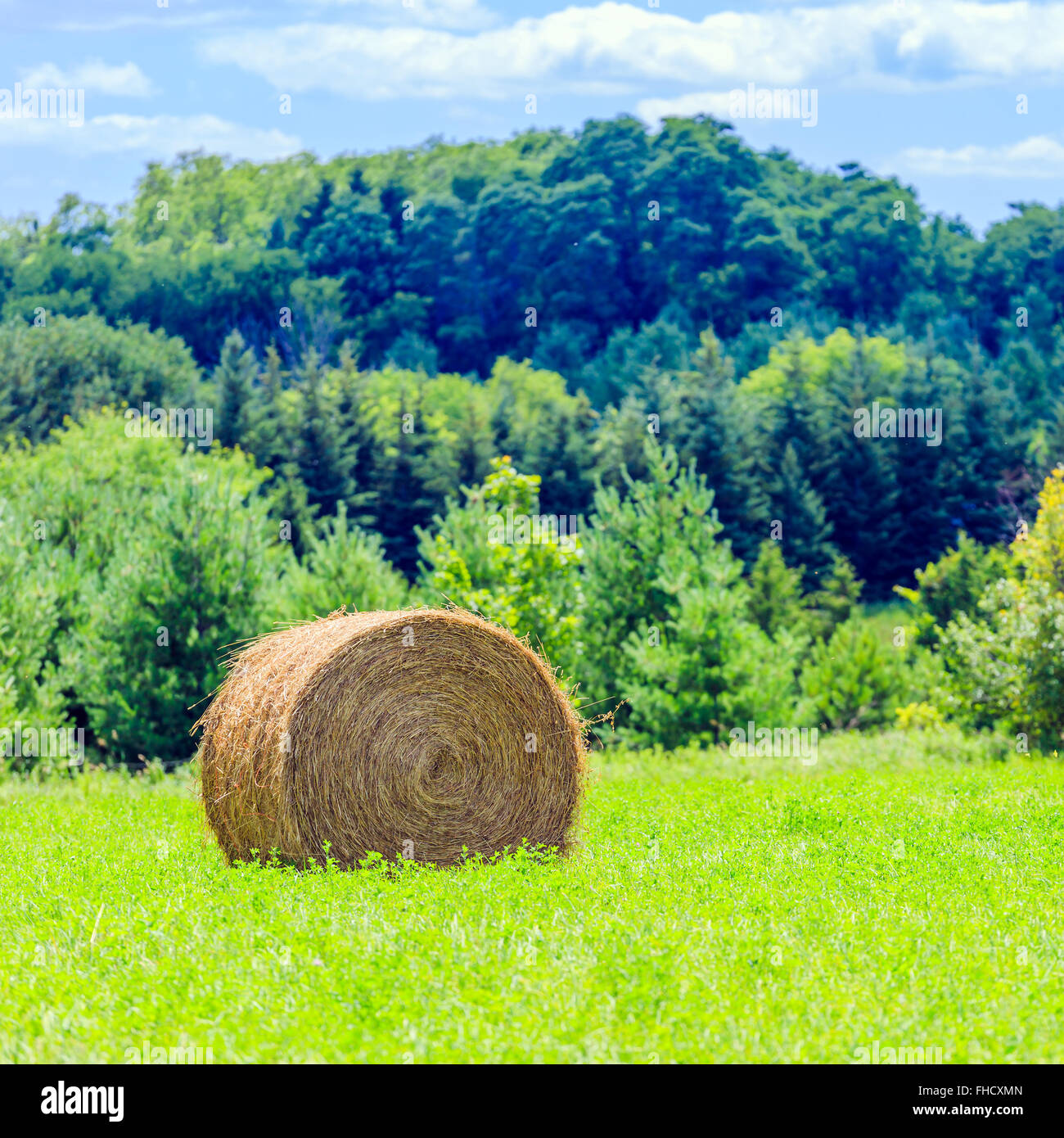 Round hay bales on the green field Stock Photo - Alamy