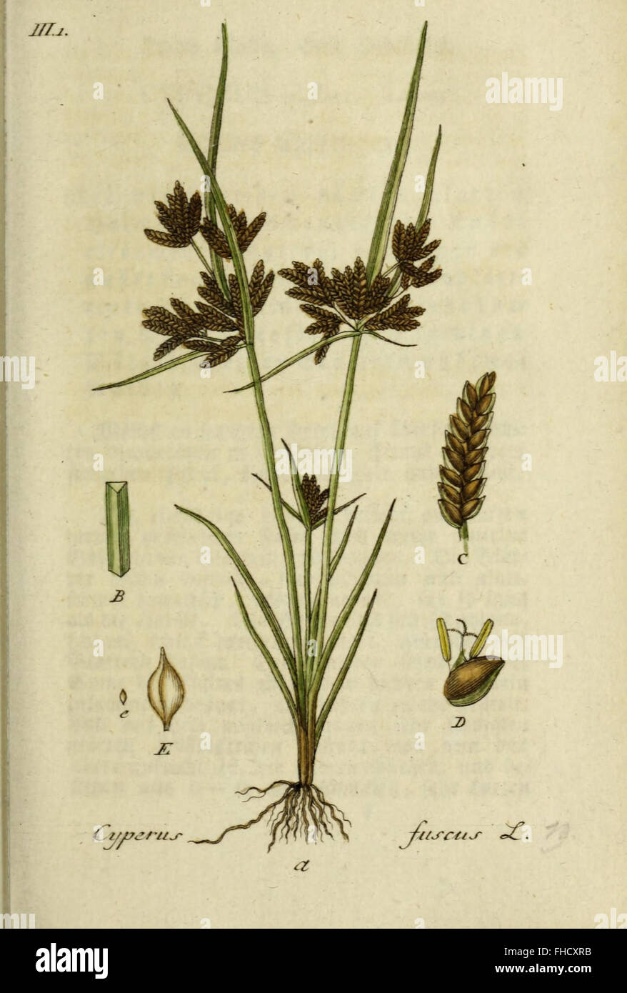 A botanical work illustrating the native plants of Germany, providing ...