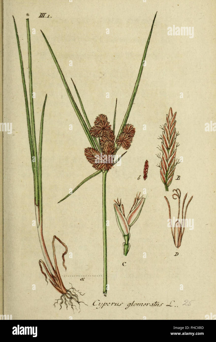 Illustrations of Germany's flora, depicting native plants as seen in ...