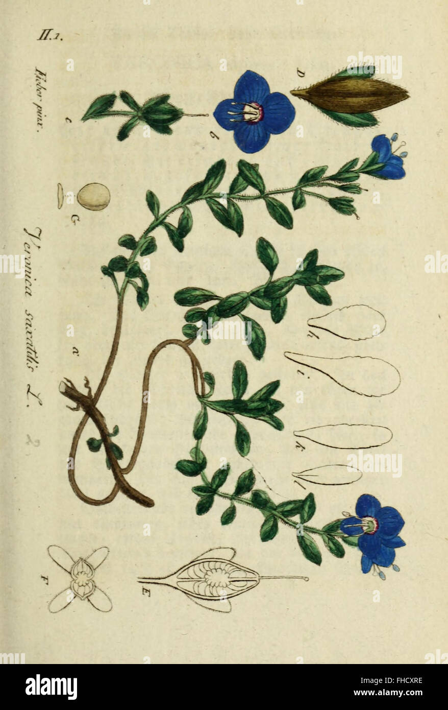 A botanical work documenting the flora of Germany through naturalistic ...