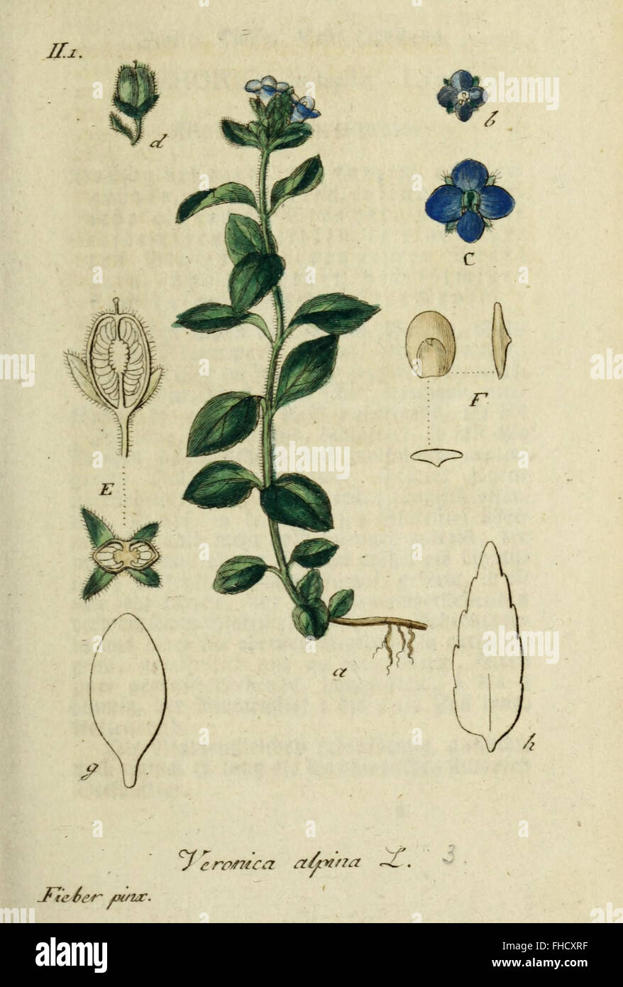 A detailed botanical work illustrating the flora of Germany, showcasing ...