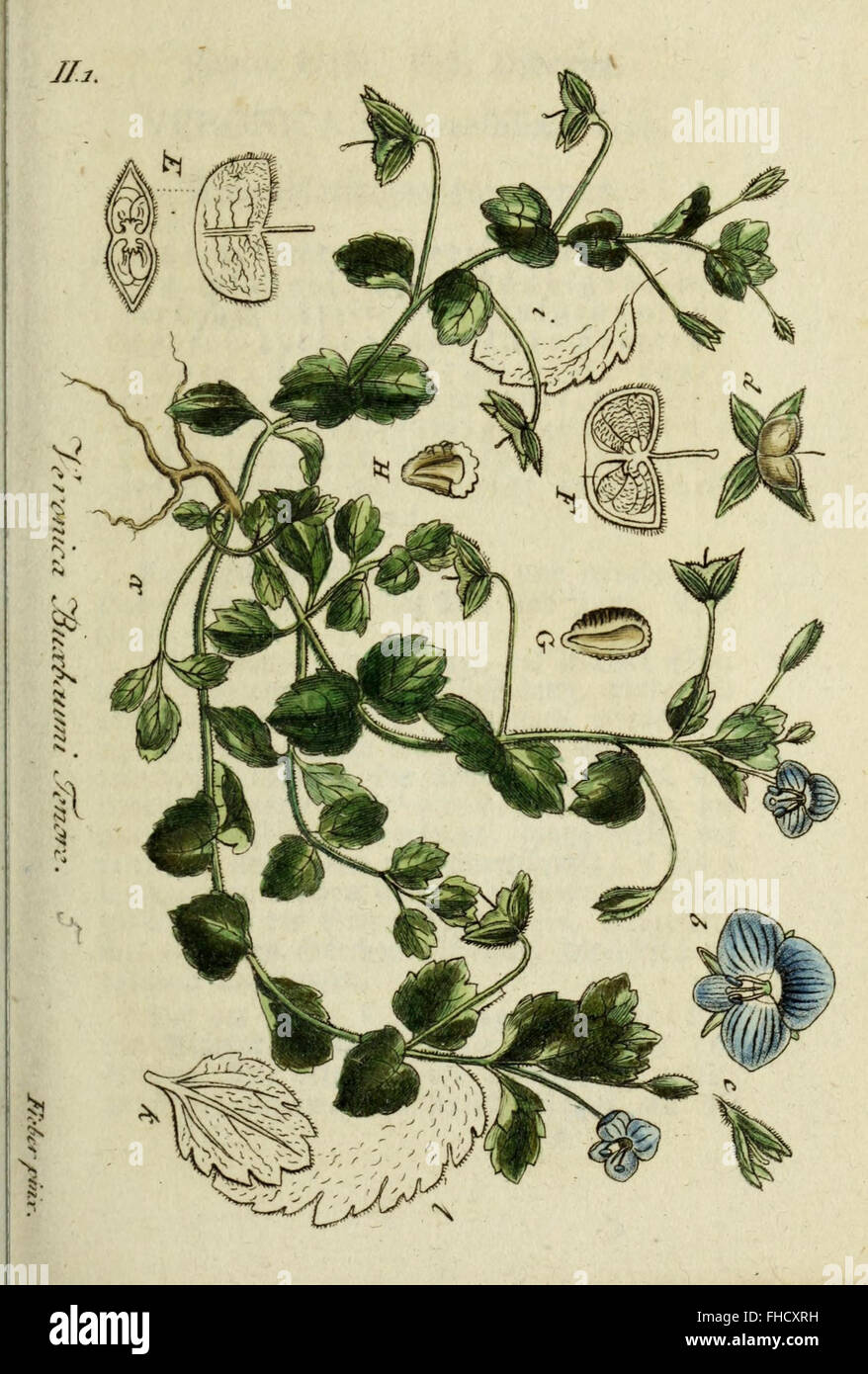 'Deutschlands flora in abbildungen nach der natur' provides botanical ...