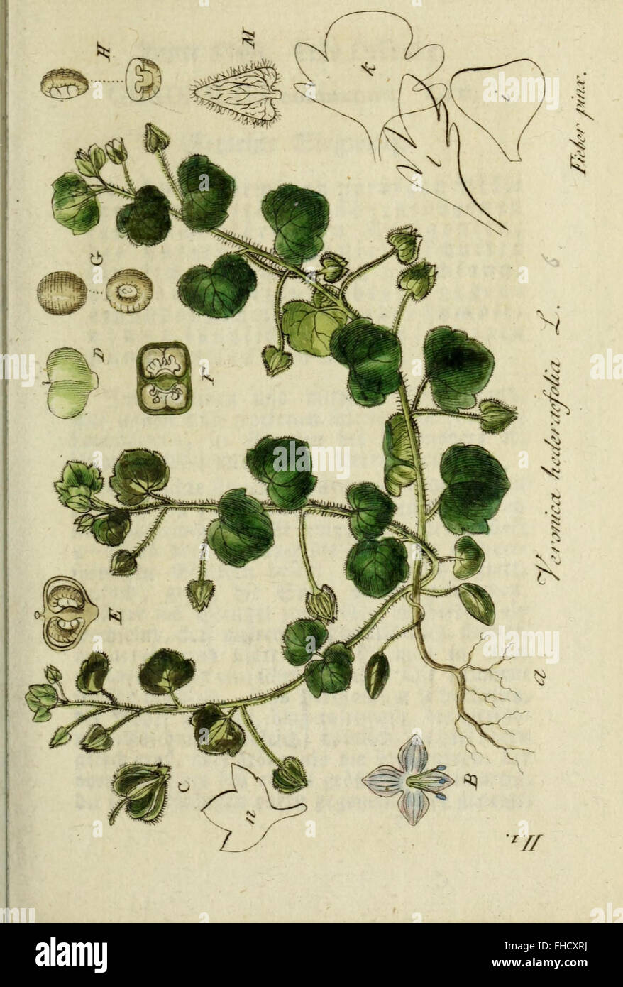 Deutschlands flora in abbildungen nach der natur, Botany Germany ...