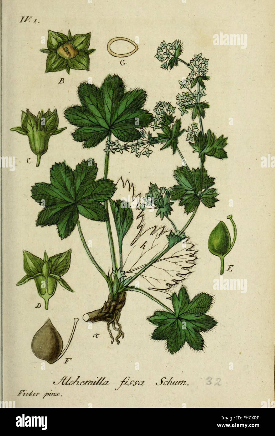 A botanical work depicting the flora of Germany in detailed, life-like ...