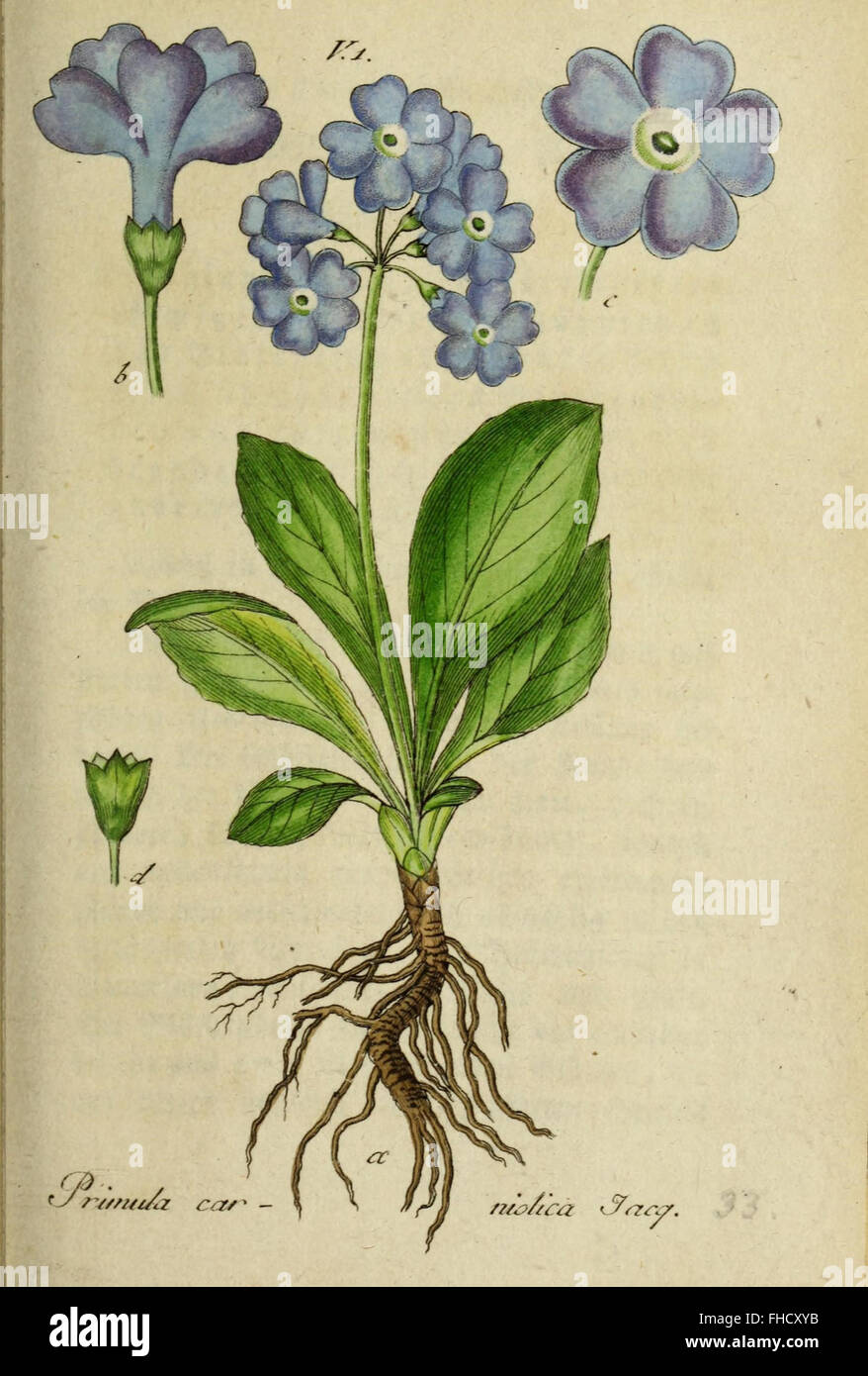 A botanical work illustrating the flora of Germany, featuring detailed ...