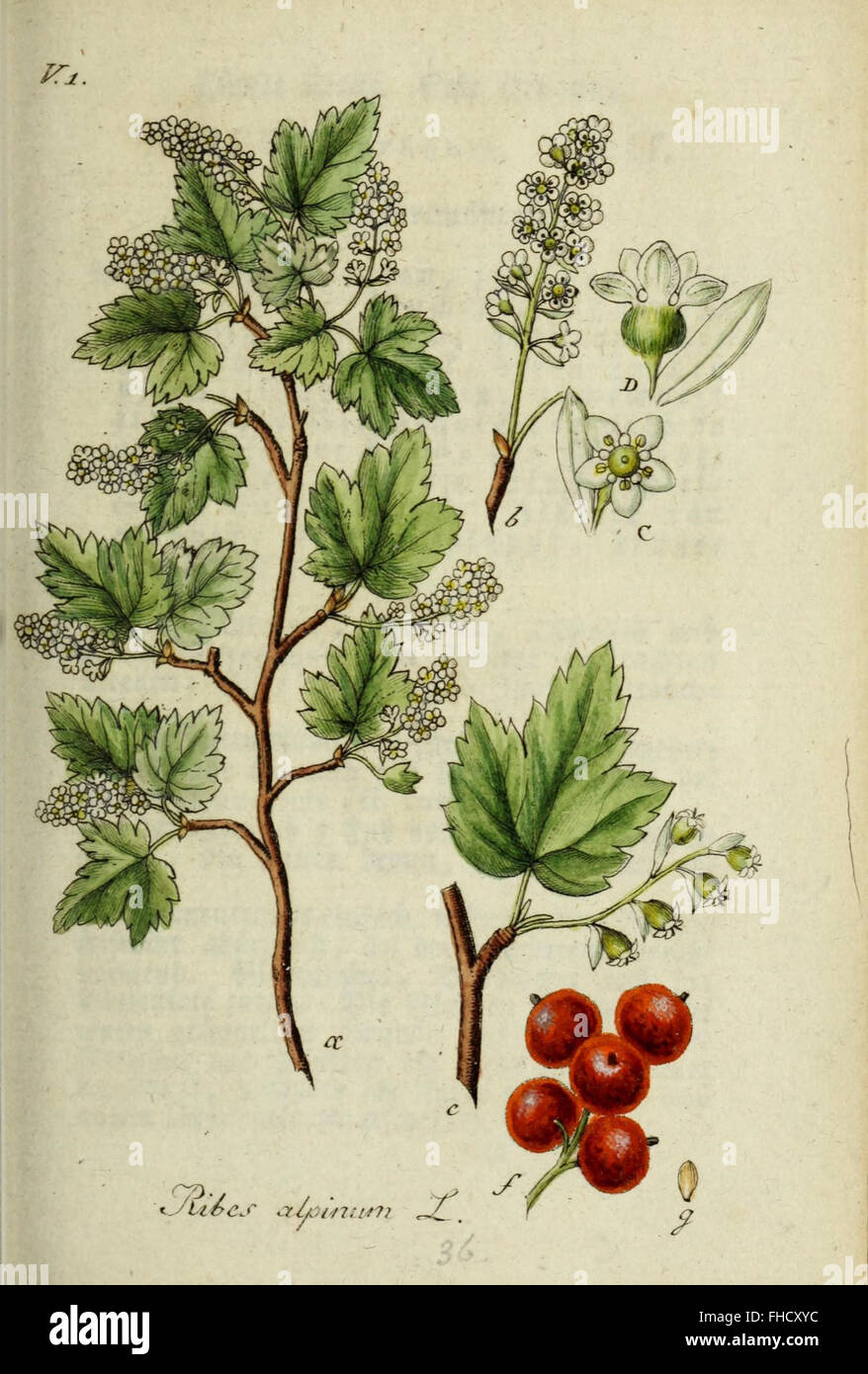 A visual depiction of Germany’s flora, illustrated according to nature ...