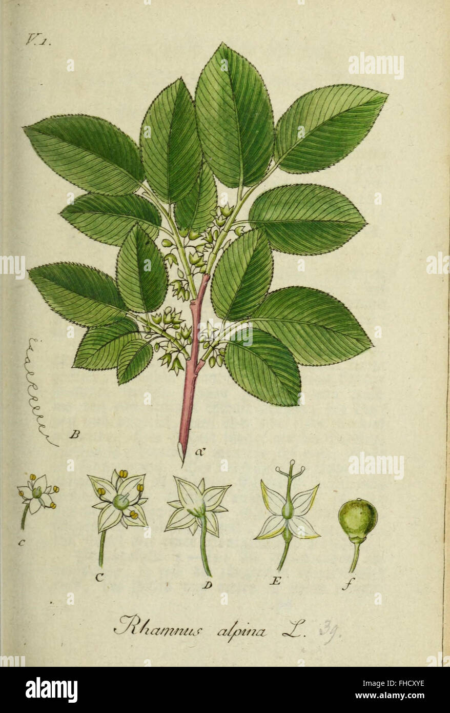 A detailed botanical work depicting the flora of Germany, with accurate ...